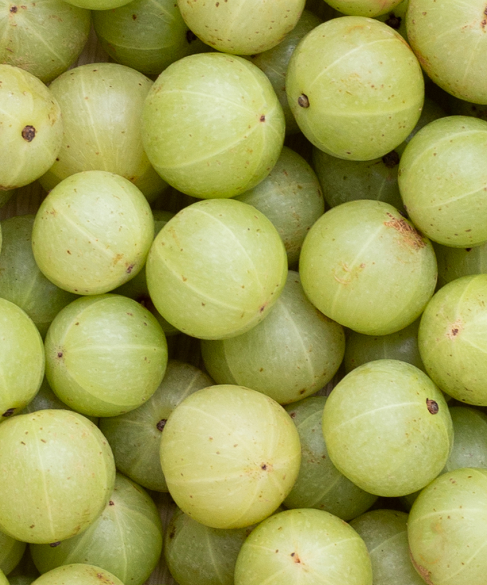 Amla